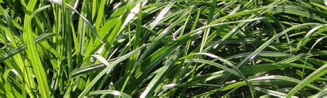 Annual Ryegrass General Seed Company Canada