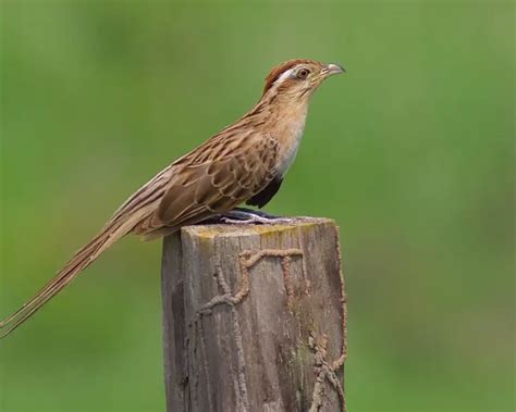 Tapera naevia - Facts, Diet, Habitat & Pictures on Animalia.bio