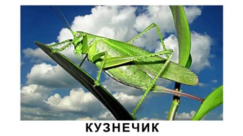 Насекомые для детей Развивающее видео Познаём Мир — Видео от ДЕТИ В Фокусе Смотреть онлайн в