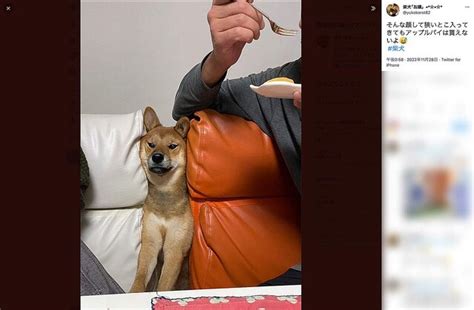 「なに食べてるの！？」好奇心いっぱいの柴犬がソファの背からムニュッと登場 ライブドアニュース