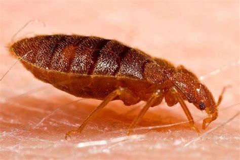 Bed Bug Exterminator Smart Exterminators Cleveland Ohio