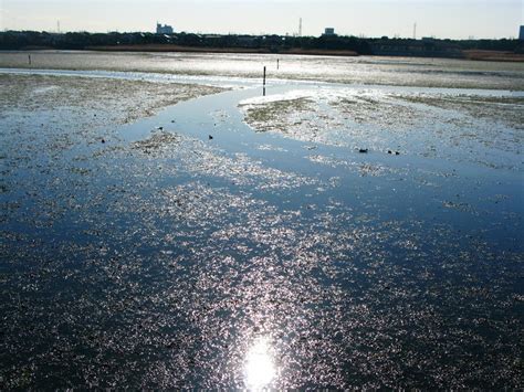 『野鳥の楽園 冬晴れに輝く谷津干潟で ☆東京湾奥に残された聖域の情景』船橋・習志野 千葉県 の旅行記・ブログ By マキタン2さん【フォートラベル】