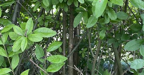 Plants Album On Imgur