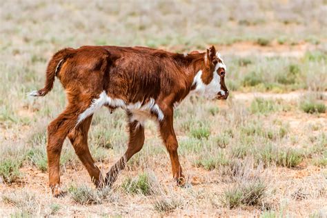 Effective Calf Weaning Strategies Part 3