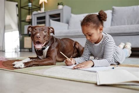 Pit Bull Breed Profile What You Need To Know