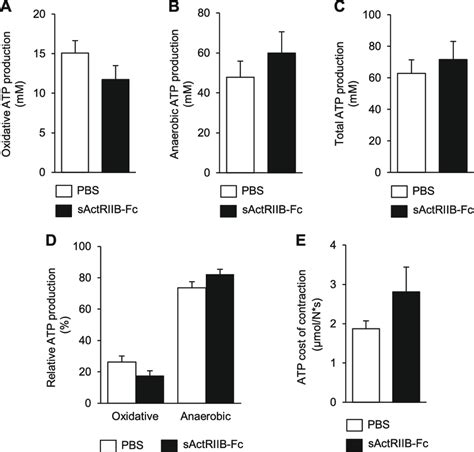 Metabolic Fluxes And ATP Cost Of Contraction Oxidative A Anaerobic