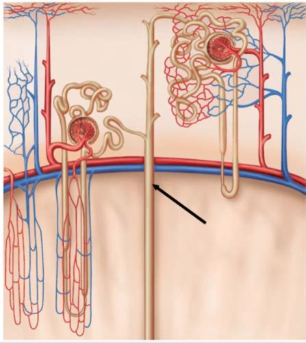 Homework 13 Urinary System Flashcards Quizlet