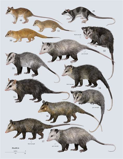 Los Marsupiales Los Otros Mamíferos