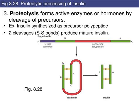 Ppt 8 Protein Synthesis Processing And Regulation Powerpoint Presentation Id 4558316