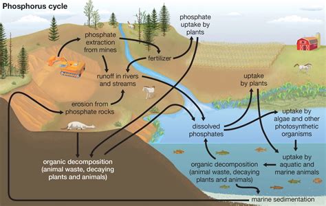 Difference Between Carbon Cycle And Phosphorus Cycle Relationship Between