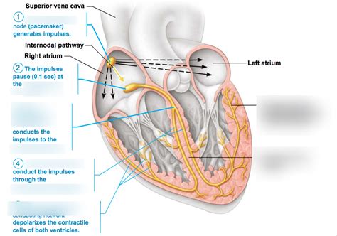 Figure 311 Intrinsic Conduction System Of Heart Diagram Quizlet