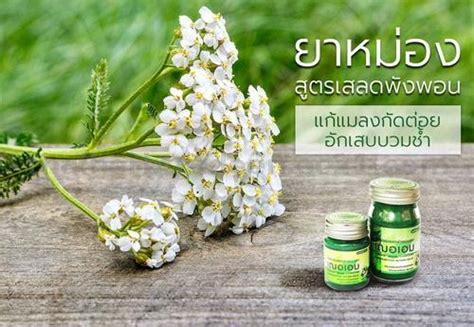 Green Balm Clinacanthus Nutans Balm Thai Herbal Cheriamid11457926