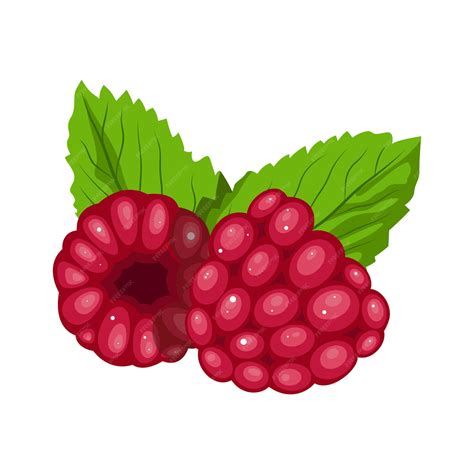 Premium Vector Raspberry