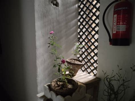 IQOO Z3 5G Review Questing Its Way Into The Mid Segment TechPP