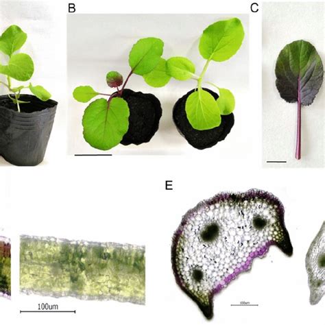 The Phenotype Of Purple Flowering Stalk A And Pakchoi B Bar 30 Mm