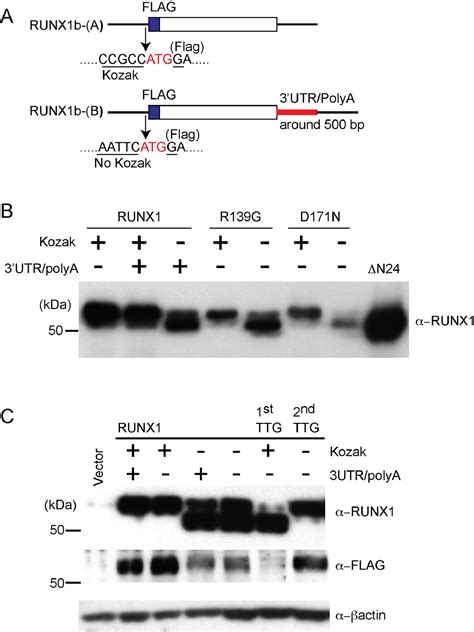 Alternative Translation Initiation Generates The N Terminal Truncated Form Of Runx1 That Retains