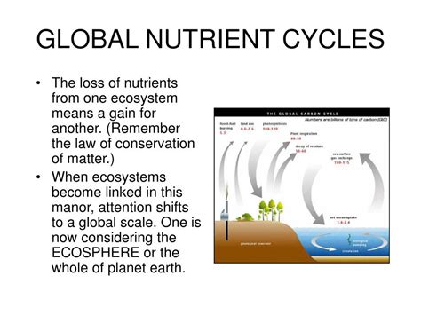 PPT NUTRIENT CYCLES PowerPoint Presentation Free Download ID 217294
