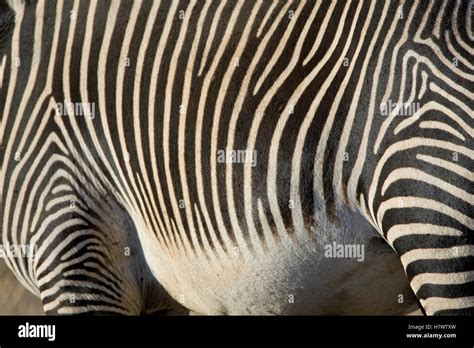 Grevy S Zebra Equus Grevyi Hide Lewa Wildlife Conservation Area