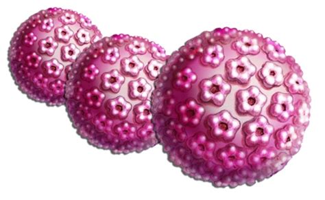 El Virus del Papiloma Humano Irmo Instituto de Fertilización In Vitro