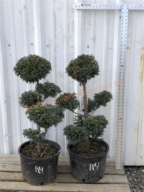 2 Cypress Pom Pom Live And Online Auctions On