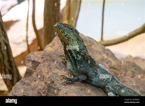 Frilled Neck Lizard Chlamydosaurus Kingii Stock Photo Alamy