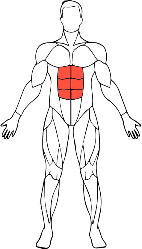 Download Human Anatomy Abs Illustration