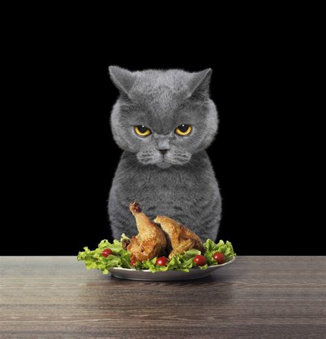 Пищевая аллергия у кошек: симптомы и лечение