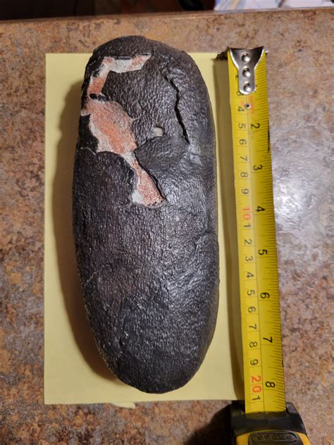 Oviraptor Egg Real Or Fake Is It Real How To Recognize Fossil