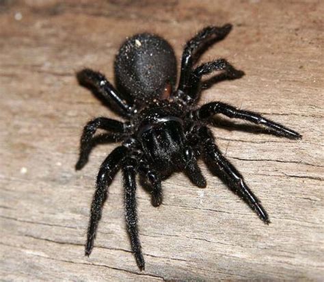 Victorian Funnel Web Spider Hadronyche Modesta