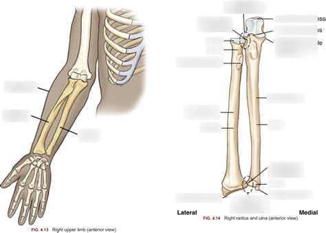 Week 4 2 Fig 413 Right Upper Limb Anterior View Fig 414 Right