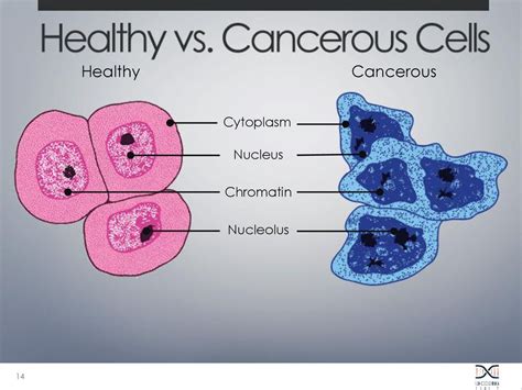 Instructor Notes This Lesson Focuses On Breast Cancer For More