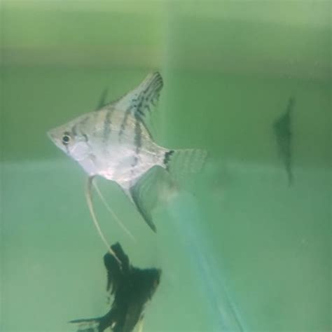 Ghost Angel Fish At Best Price In Kolkata West Bengal Gayatry Enterprise