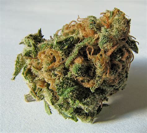 File Macro Cannabis Bud Wikimedia Commons