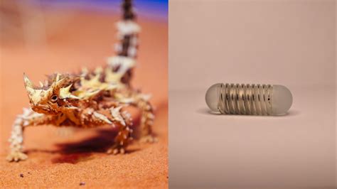Ingestible Gut Health Device Is Inspired By A Lizard Popular Science