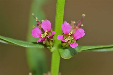 Ammannia Coccinea Scarlet Toothcup Fsus Ammannia Coccinea Scarlet Toothcup Fsus