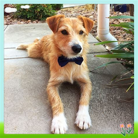 Jack Russell Golden Retriever Mix