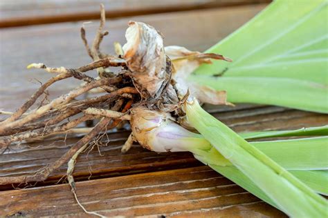 Rhizome Plants Examples