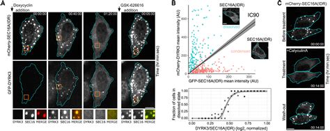 Dyrk3 Enables Secretory Trafficking By Maintaining The Liquid Like