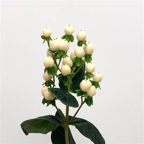 Hypericum Magic White 70 Cm Mil Flors