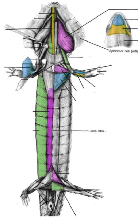Necturus Ventral Diagram Quizlet