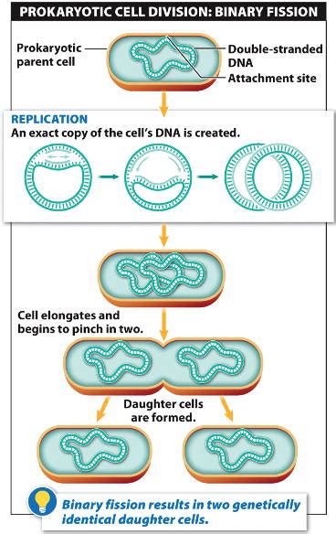 Binary Fission 08 04 02