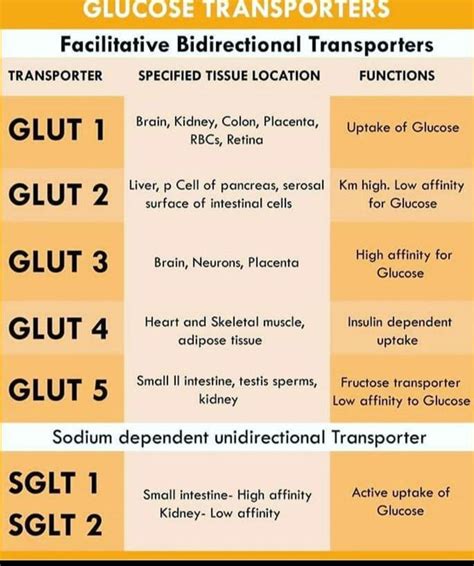 Gluts MEDizzy