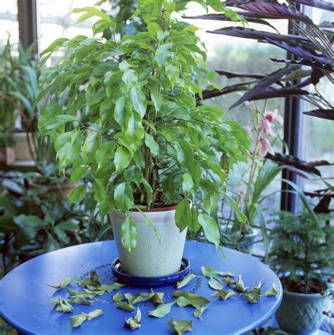 Birkenfeige Ficus Benjamina Pflanzen Und Pflegen Mein Schöner Garten