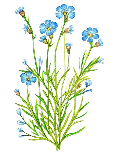 白色背景中突显的花的亚麻植物 生成ai水色插图 库存例证 插画 包括有 新鲜 开花的 胡麻 石油 271781105
