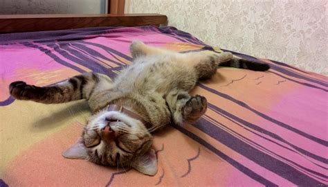 Самое удобное положение для сна Пикабу