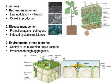 Rhizosphere Vs Phyllosphere Ppt Agriculture Industries