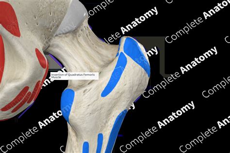 Insertion Of Quadratus Femoris Muscle Complete Anatomy