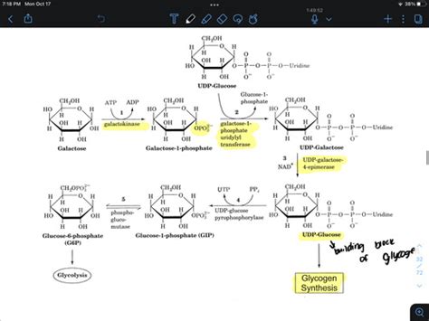 Glycolysis Flashcards Quizlet