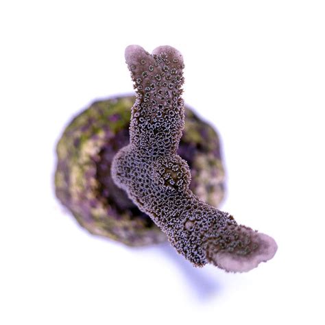 Buy Montipora Digitata Blue Branched Growing Beginner Sps