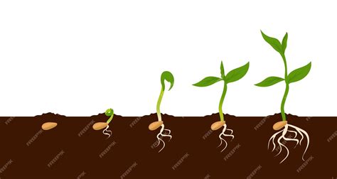 Planta En Crecimiento Proceso De Crecimiento De Brotes Secuencia De